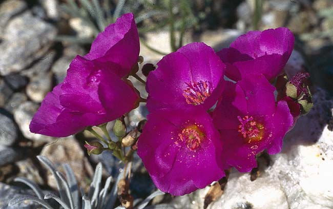 Calandrinia umbelatta – This is a very variable species. Unfortunately ...