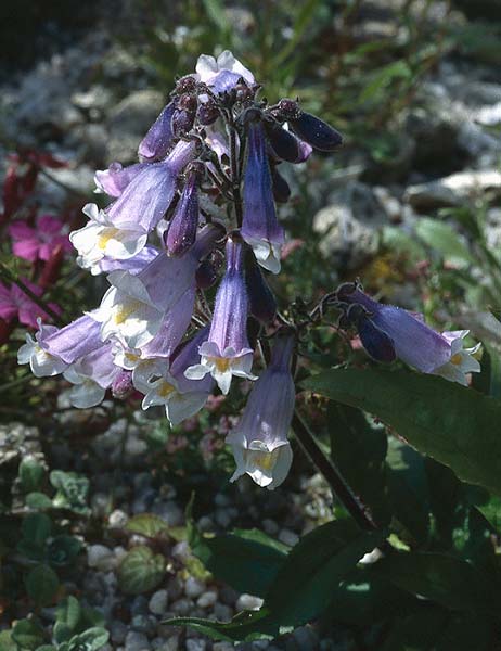 Penstemon hirsutus 'Pygmaeus' – is 6 – 10 cm tall. Easy and rewarding.