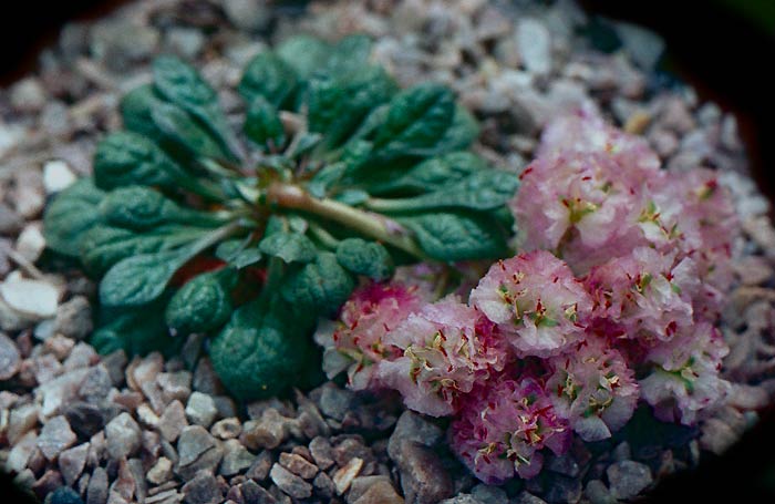 Cistanthe umbellata (formerly Calyptridium umbellatum) - This species ...