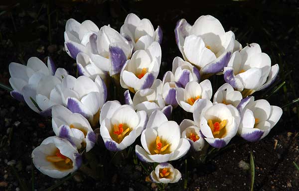 New Page 3 [www.franz-alpines.org]