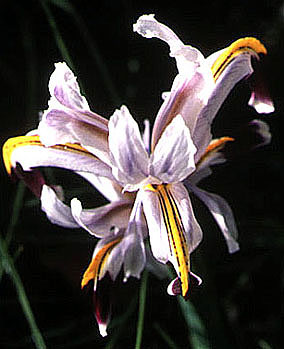 New Page 3 [www.franz-alpines.org]