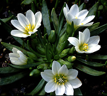 New Page 3 [www.franz-alpines.org]