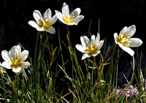 New Page 3 [www.franz-alpines.org]