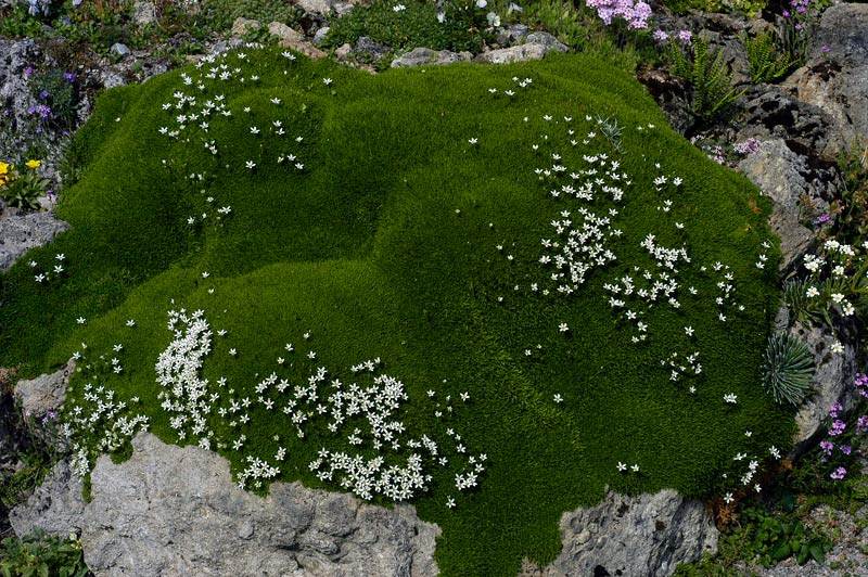 Corydalis cava f. alba