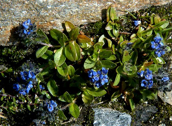Corydalis cava f. alba