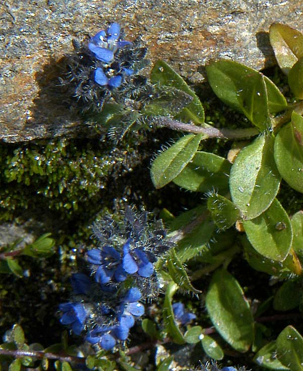 Corydalis cava f. alba